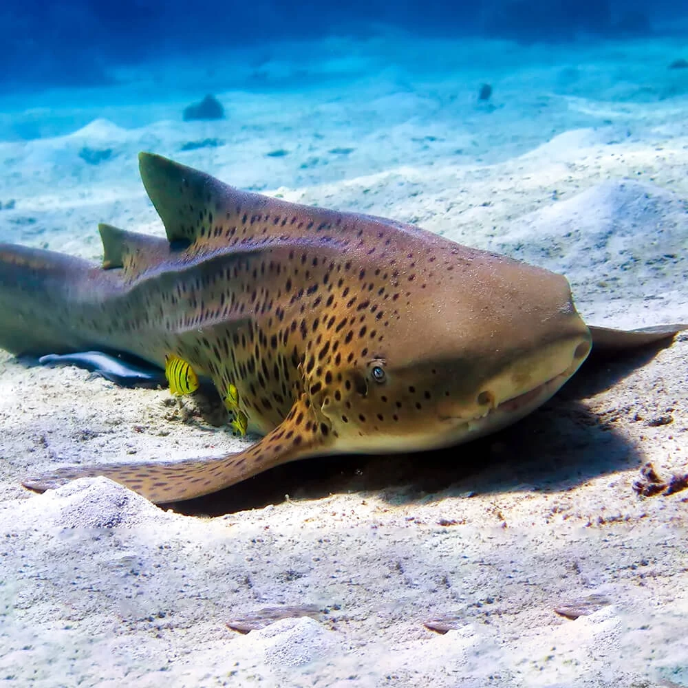 Zebra Shark | Cards, the Universe and Everything Wiki | Fandom