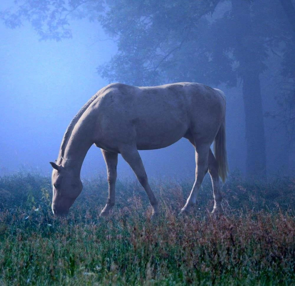 Llamrei | Cards, the Universe and Everything Wiki | Fandom