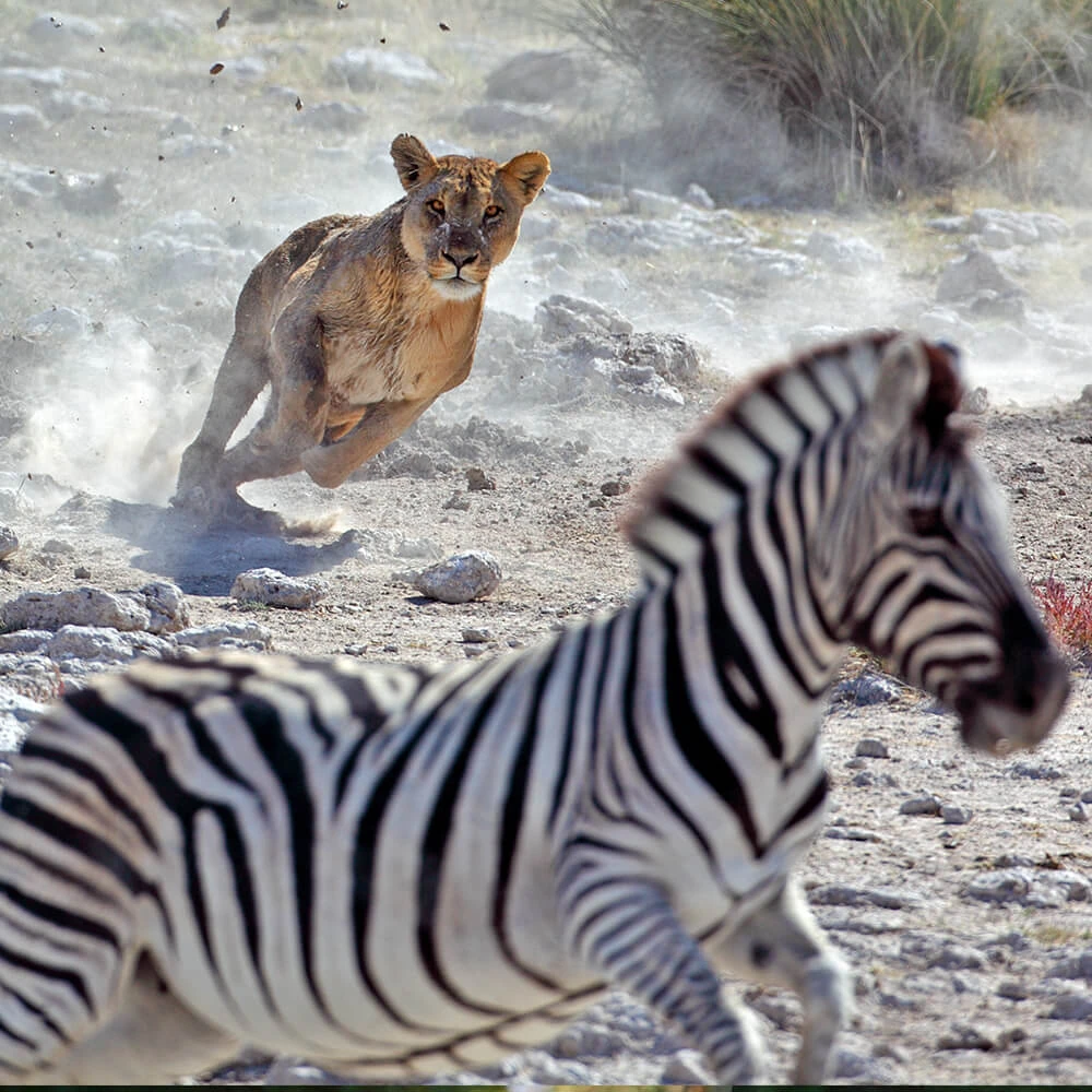 Natural Selection | Cards, the Universe and Everything Wiki | Fandom