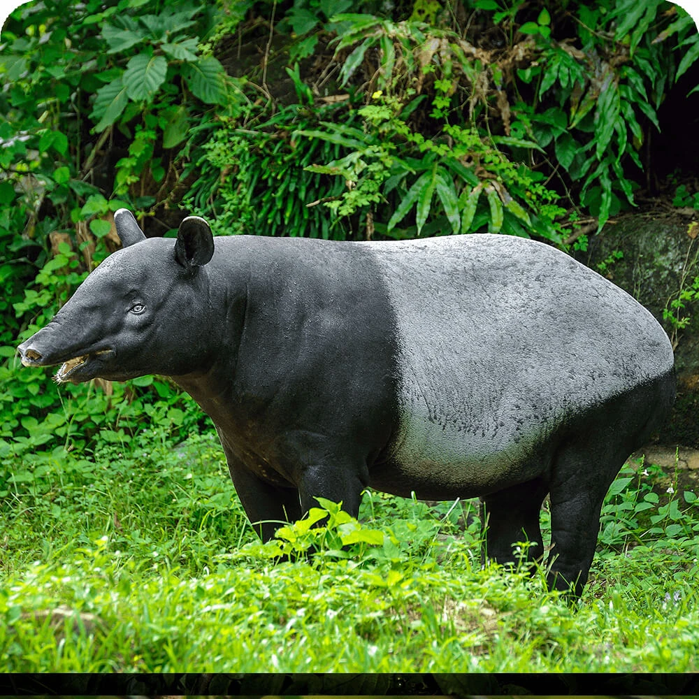 Tapir | Cards, the Universe and Everything Wiki | Fandom