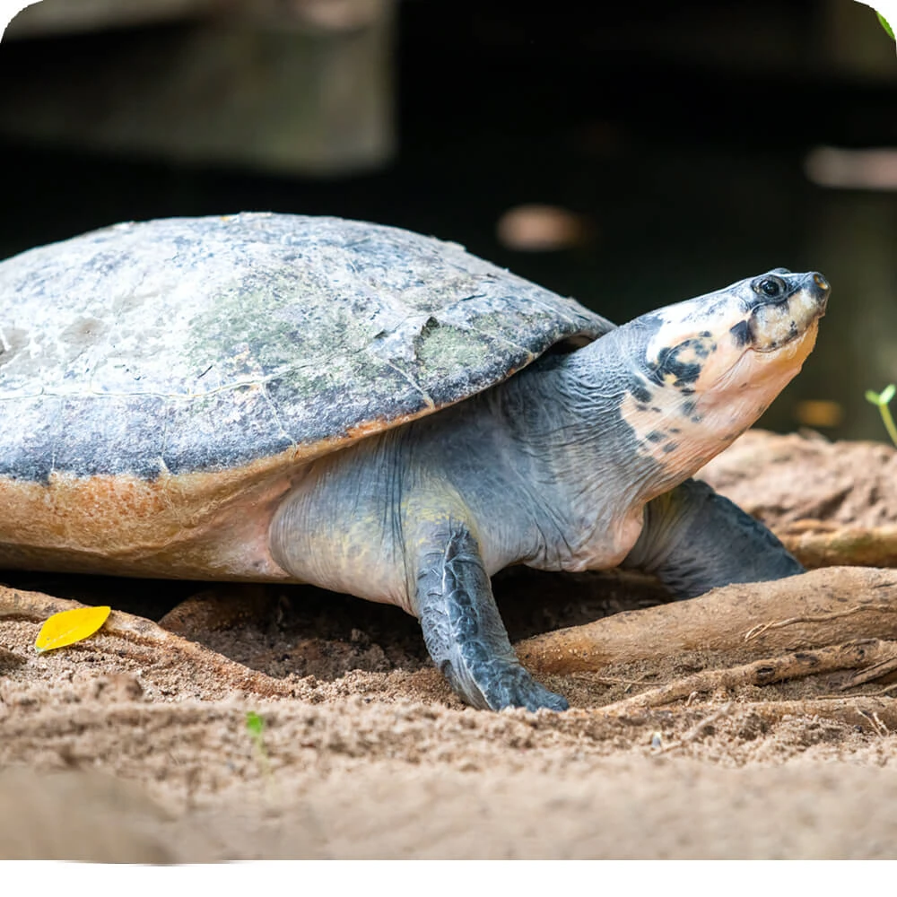 Flatback Sea Turtle | Cards, the Universe and Everything Wiki | Fandom