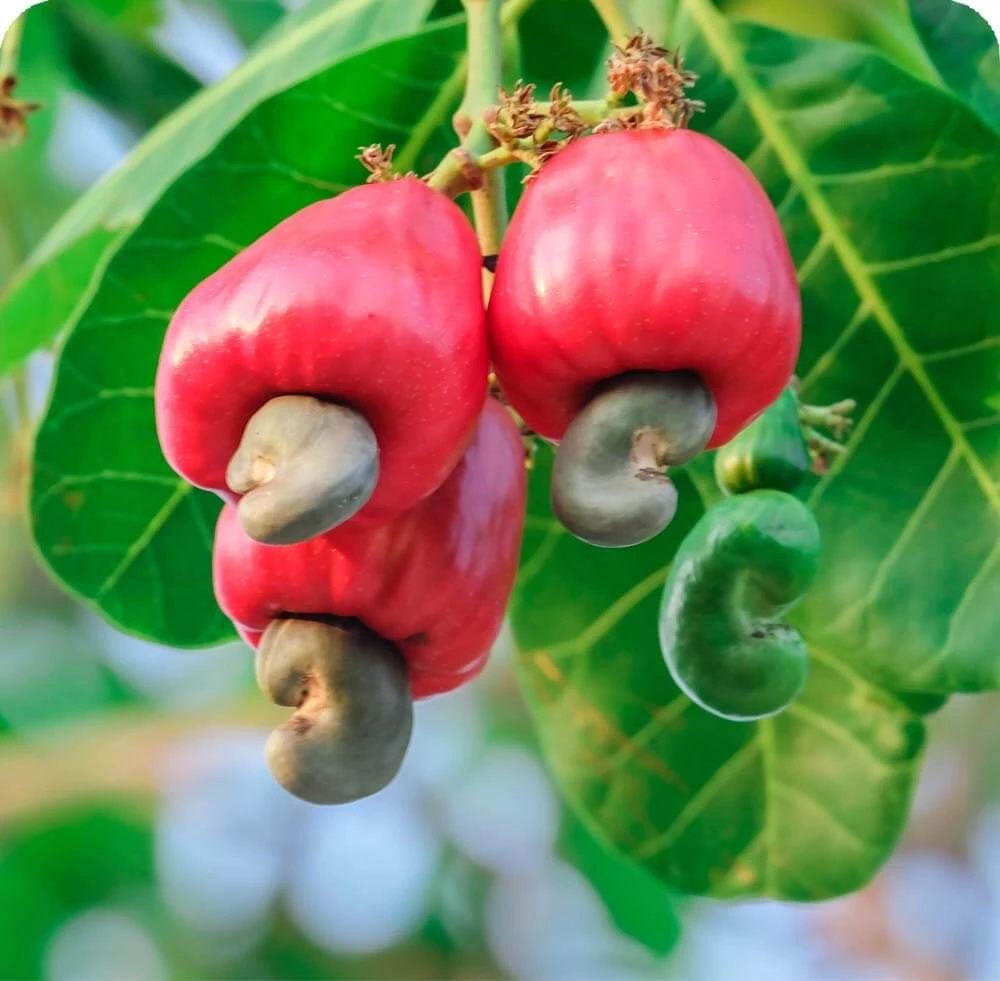 Cashew Nut Tree | Cards, the Universe and Everything Wiki | Fandom