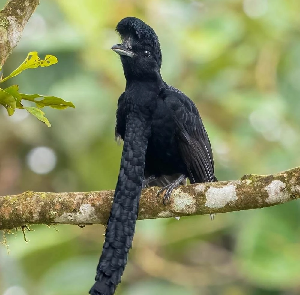 Long-Wattled Umbrellabird | Cards, the Universe and Everything Wiki ...