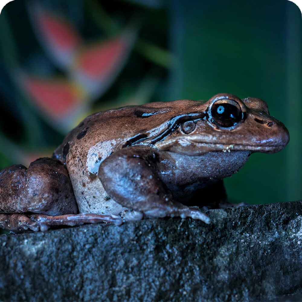 Mountain Chicken | Cards, the Universe and Everything Wiki | Fandom