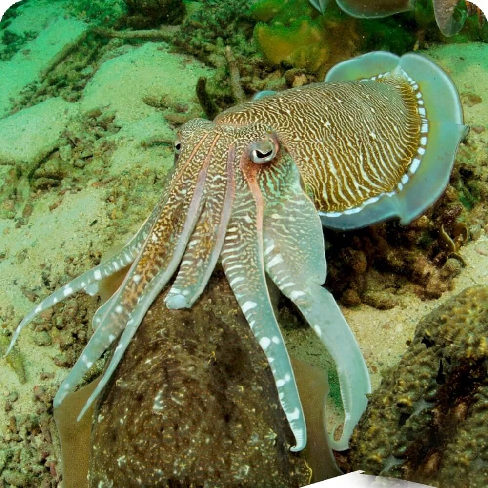 Mourning Cuttlefish | Cards, the Universe and Everything Wiki | Fandom