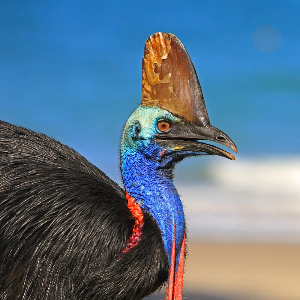 Southern Cassowary | Cards, the Universe and Everything Wiki | Fandom