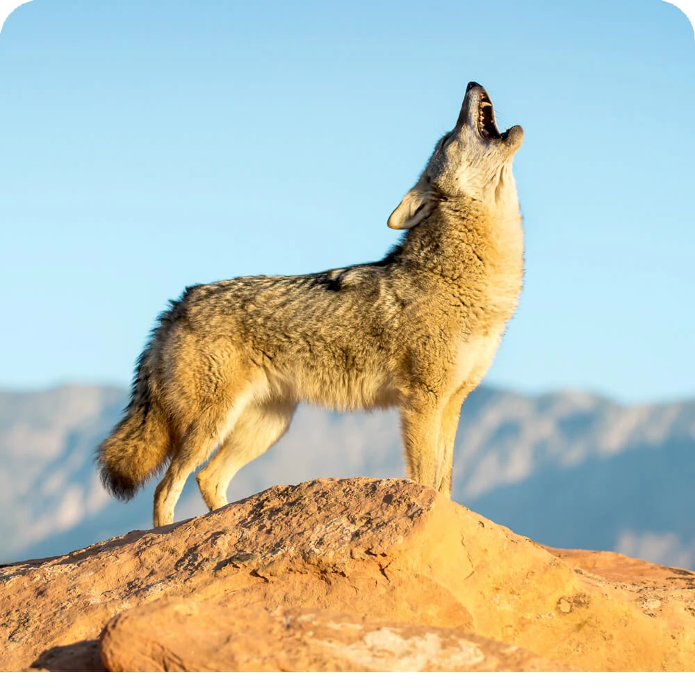 Coyote | Cards, the Universe and Everything Wiki | Fandom