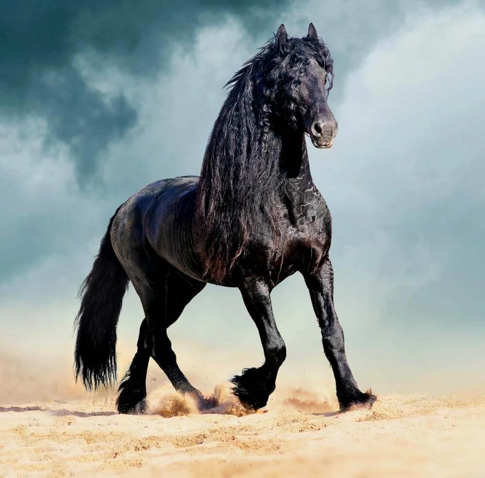 Friesian Horse | Cards, the Universe and Everything Wiki | Fandom
