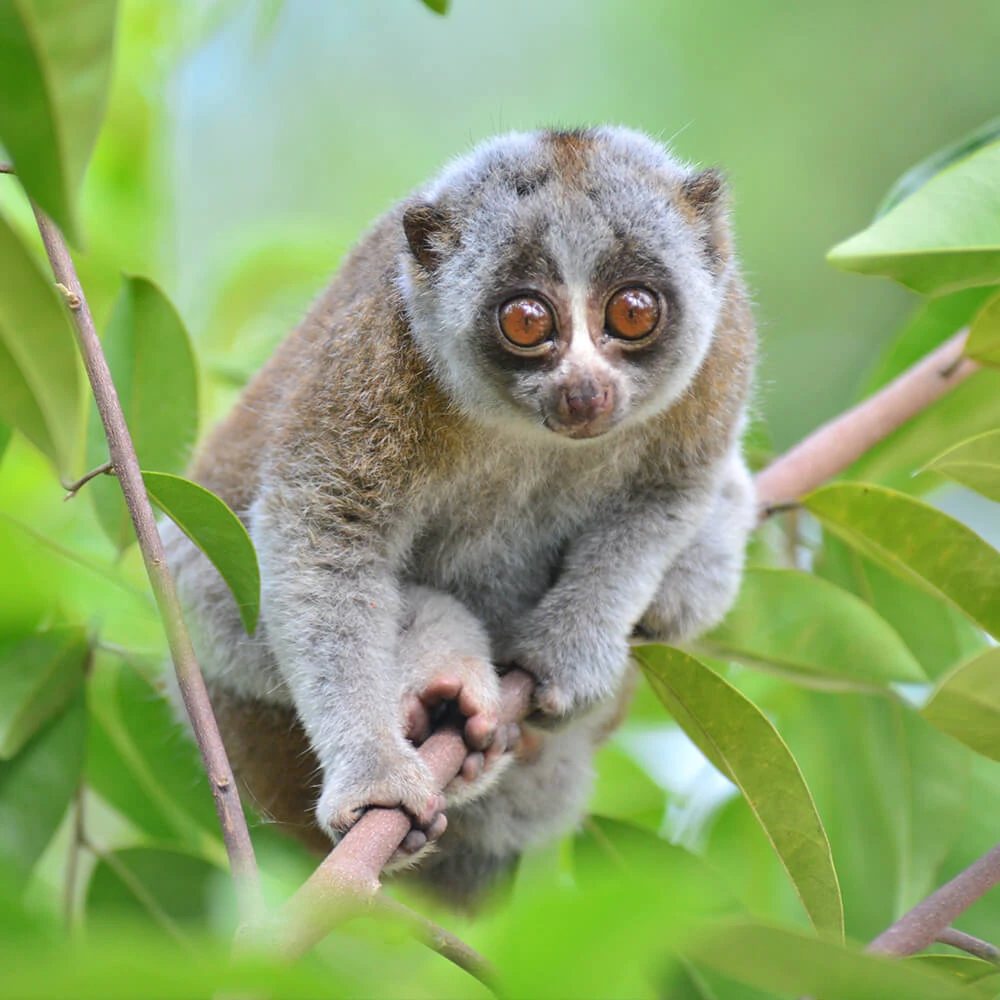 Slow Loris | Cards, the Universe and Everything Wiki | Fandom