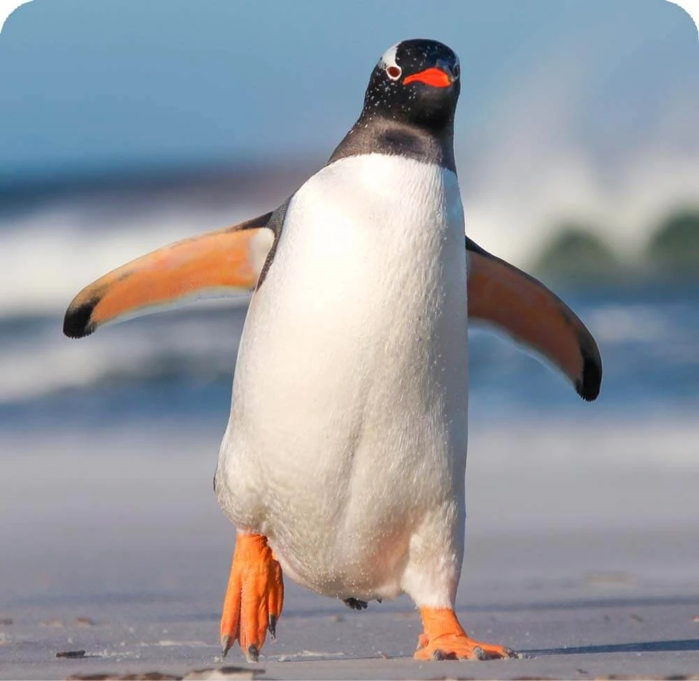 Gentoo Penguin | Cards, the Universe and Everything Wiki | Fandom