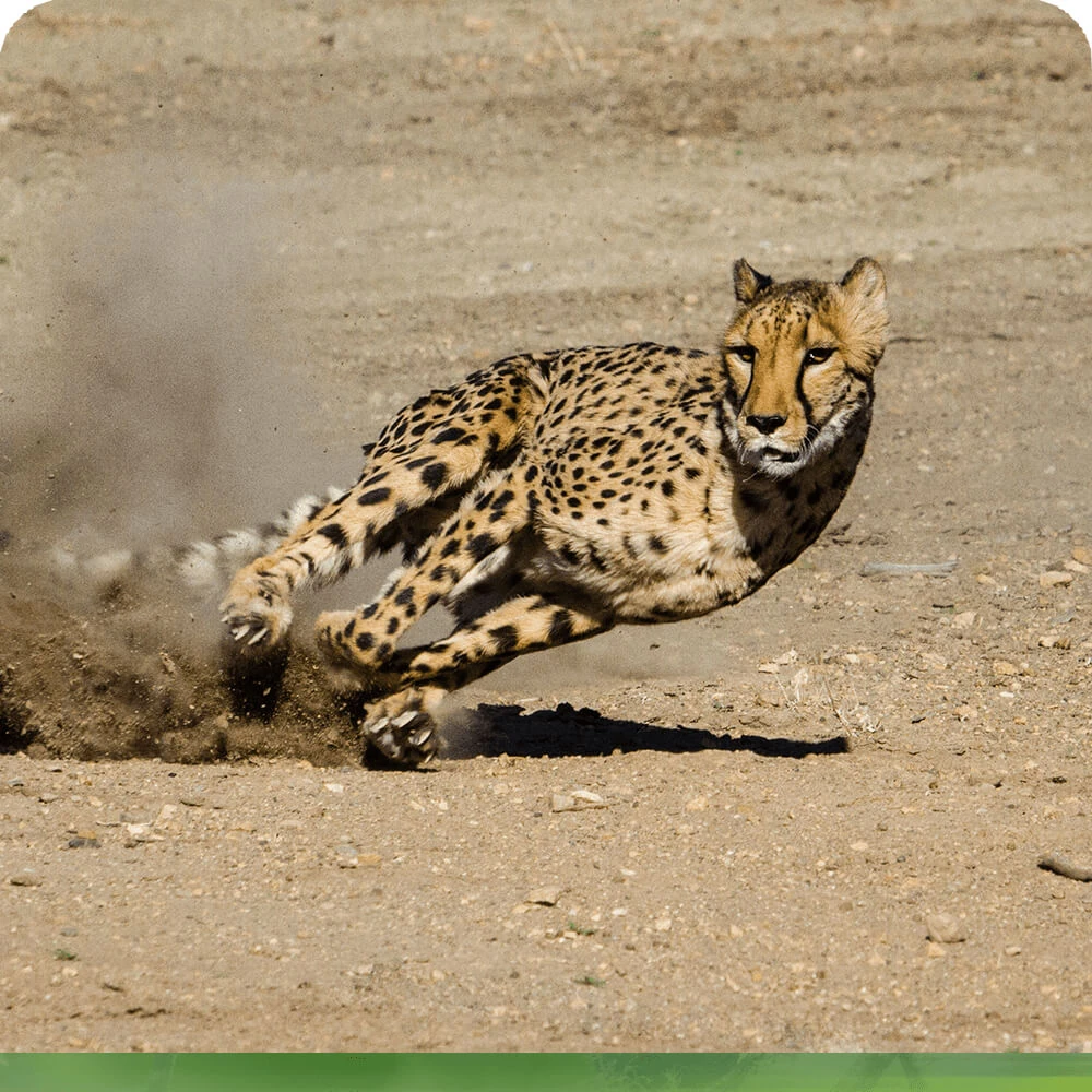 Cheetah | Cards, the Universe and Everything Wiki | Fandom