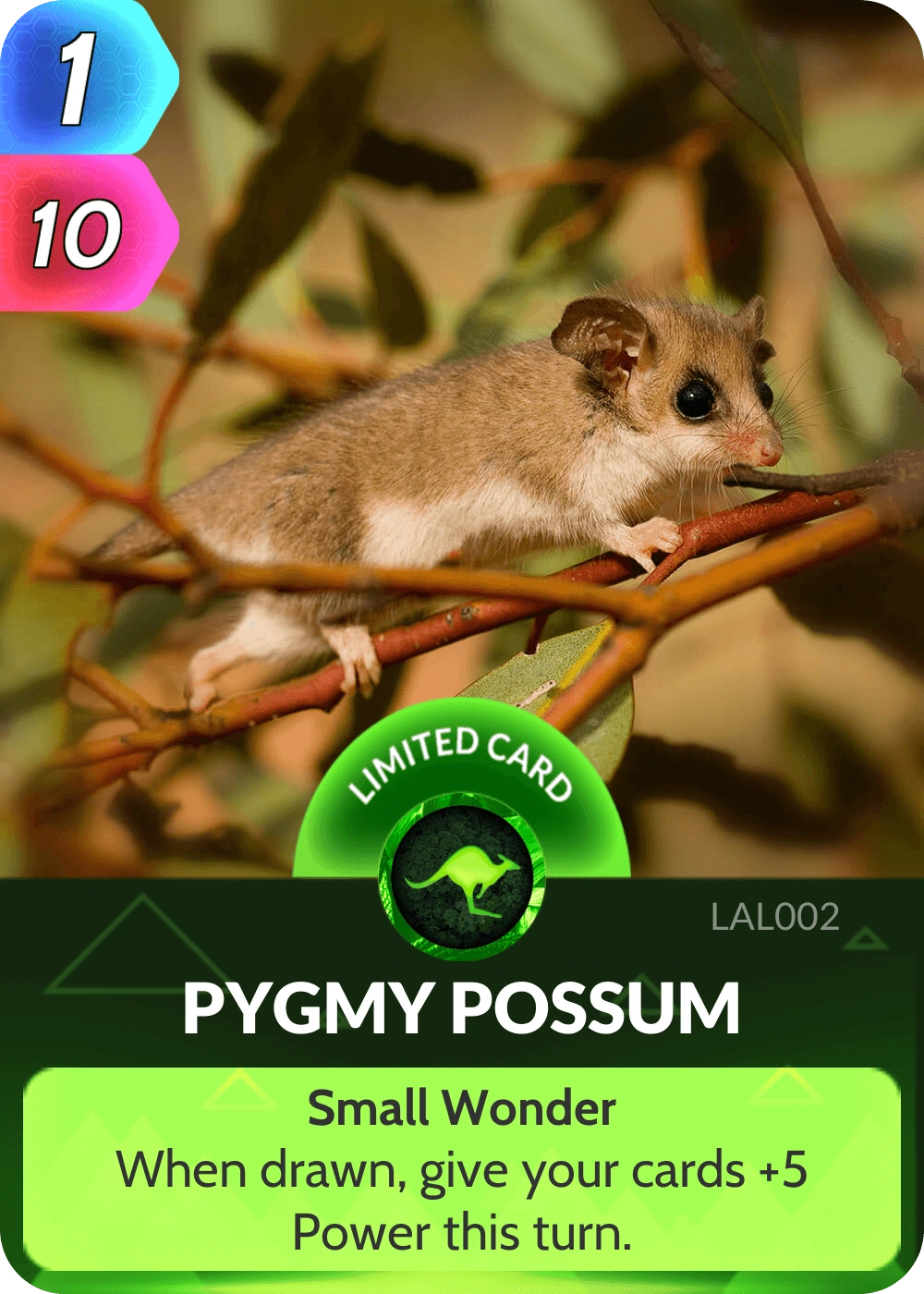 Pygmy Possum | Cards, the Universe and Everything Wiki | Fandom