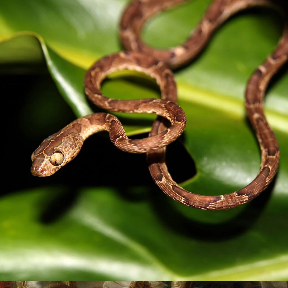 Fiddle-string Snake | Cards, the Universe and Everything Wiki | Fandom