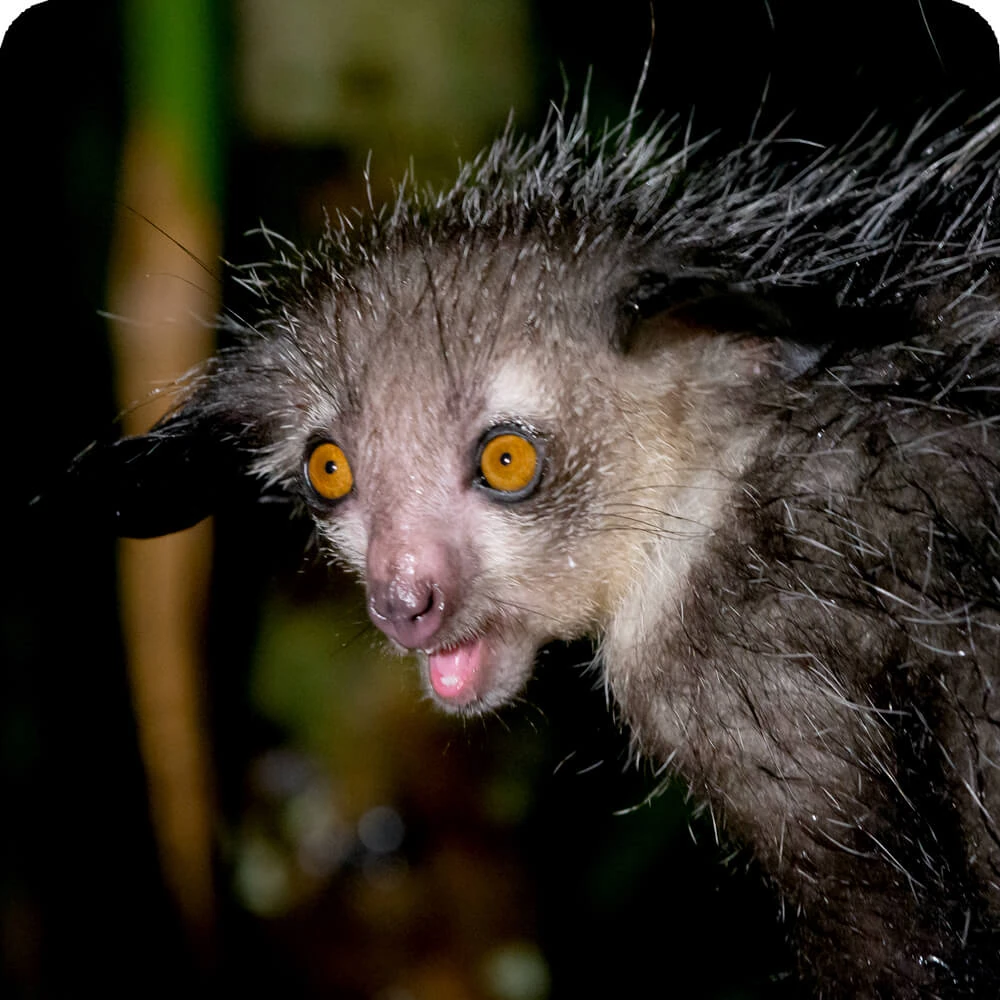 Aye-Aye | Cards, the Universe and Everything Wiki | Fandom