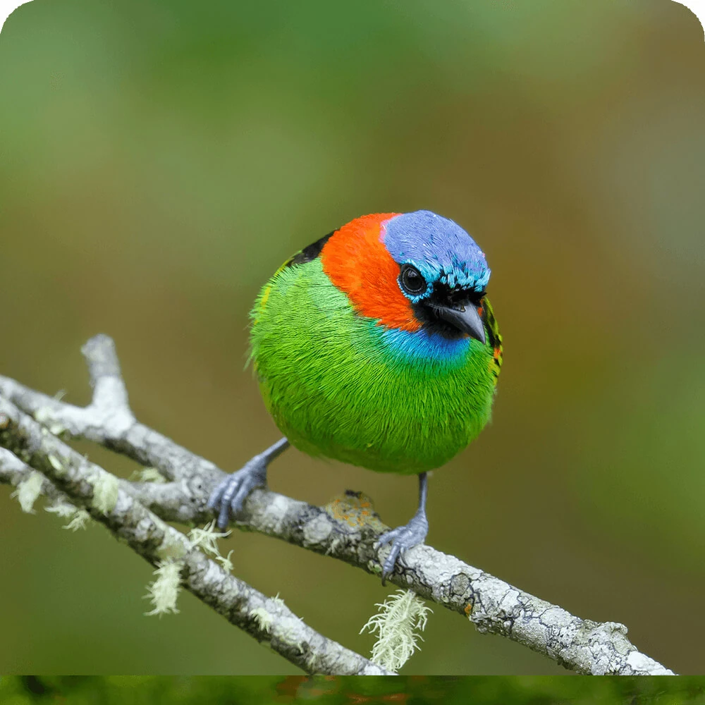Red-necked Tanager | Cards, the Universe and Everything Wiki | Fandom