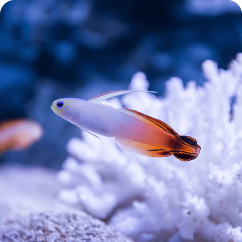Firefish Goby | Cards, the Universe and Everything Wiki | Fandom
