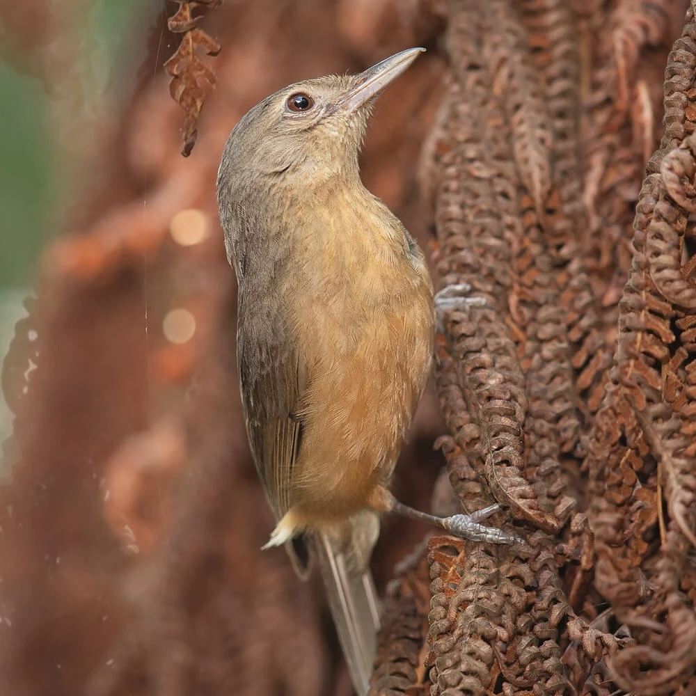 Rufous shrikethrush | Cards, the Universe and Everything Wiki | Fandom
