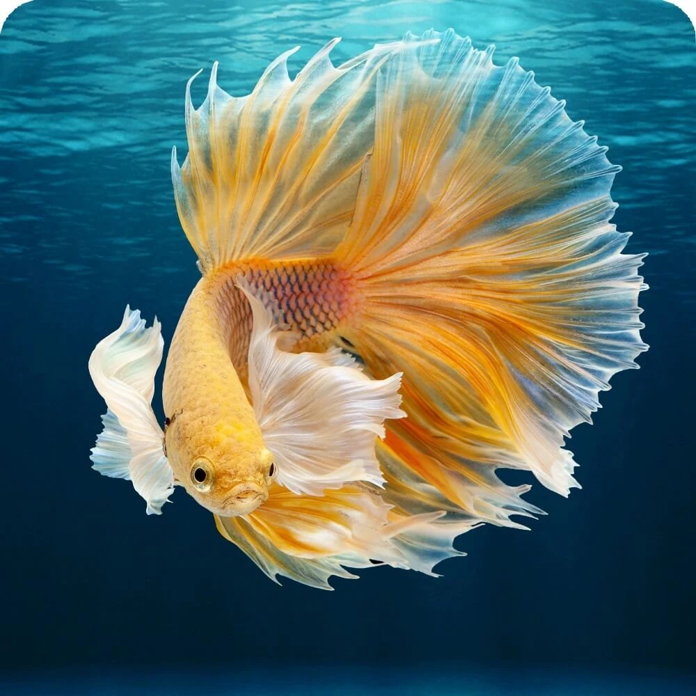 Siamese Fighting Fish | Cards, the Universe and Everything Wiki | Fandom