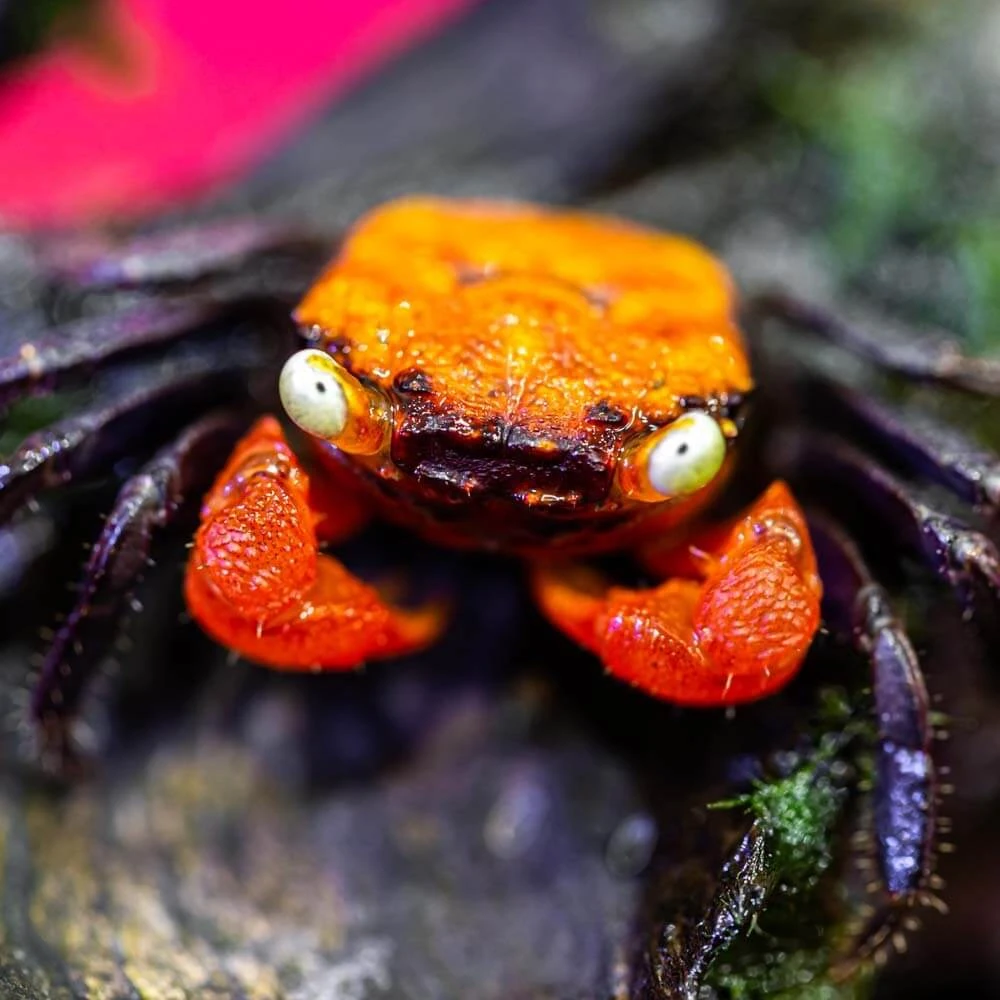 Vampire Crab | Cards, the Universe and Everything Wiki | Fandom