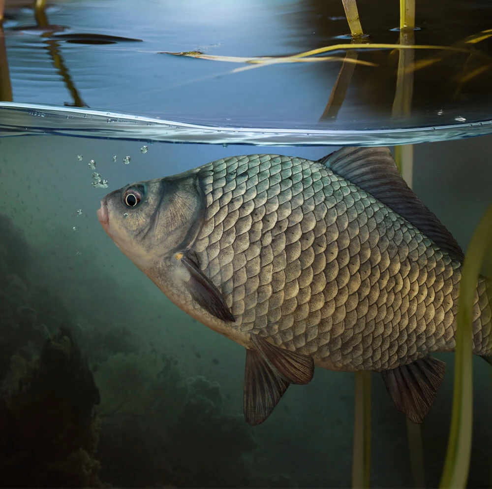 Common Carp | Cards, the Universe and Everything Wiki | Fandom