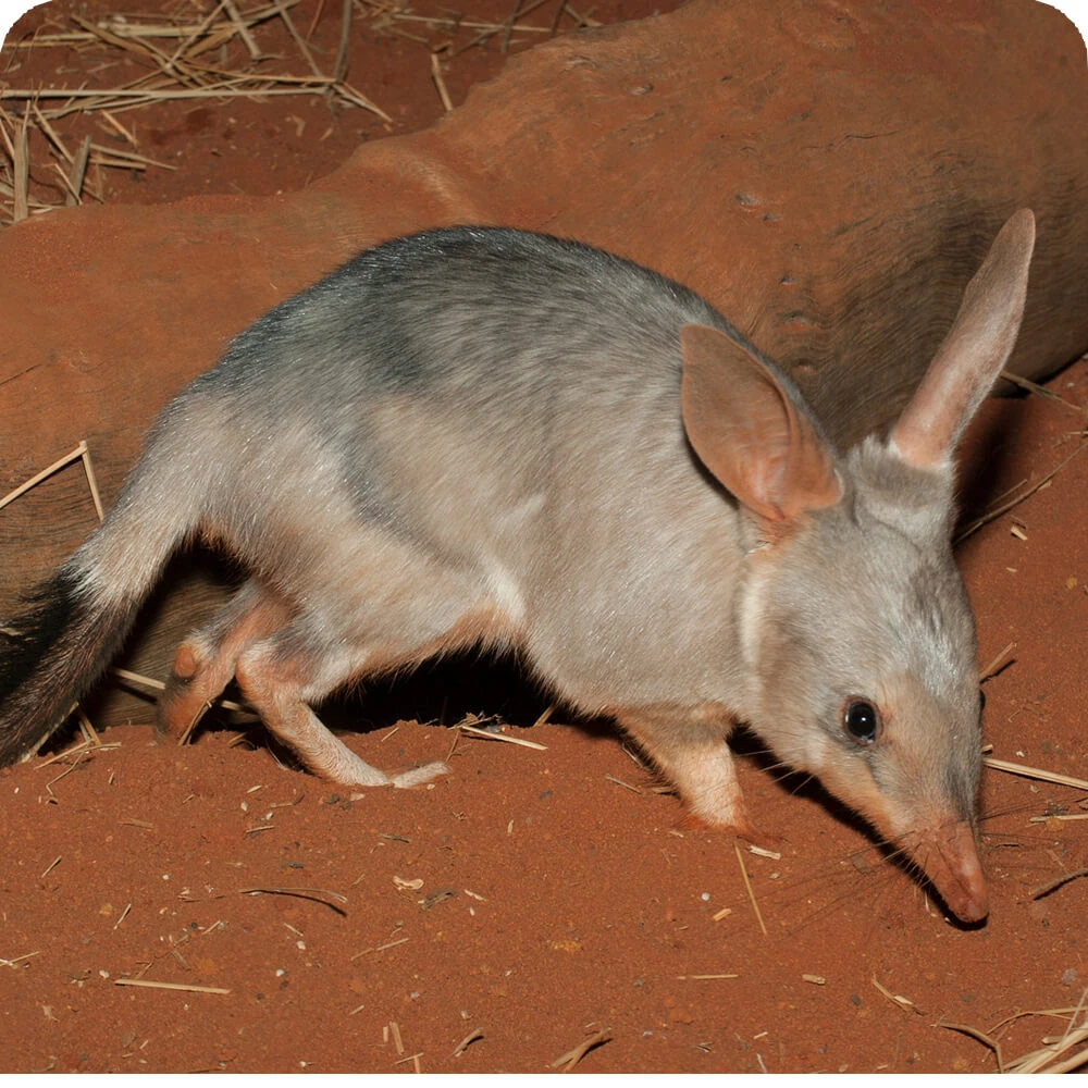 Bilby | Cards, the Universe and Everything Wiki | Fandom