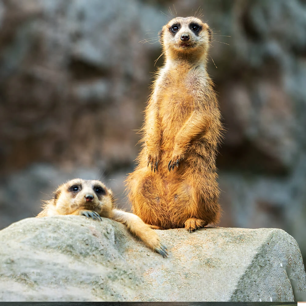 Meerkat | Cards, the Universe and Everything Wiki | Fandom