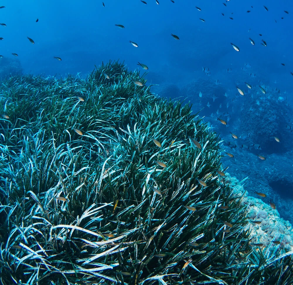 Neptune Grass | Cards, the Universe and Everything Wiki | Fandom