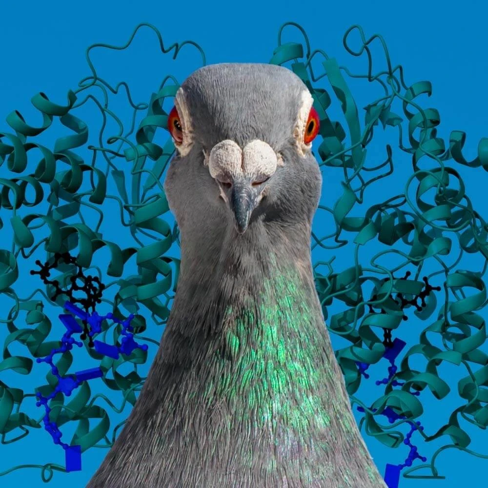 Magnetoreception | Cards, the Universe and Everything Wiki | Fandom