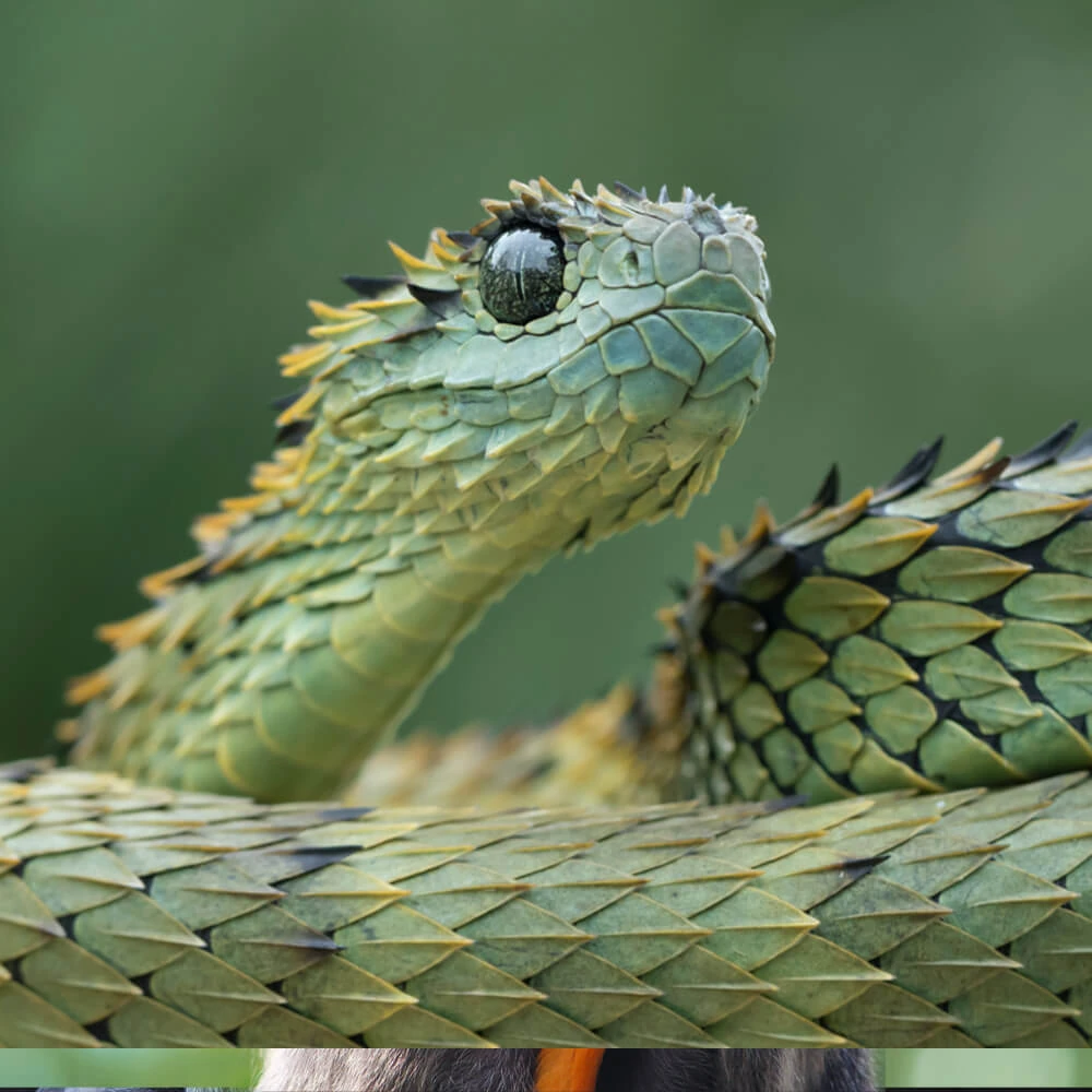 Atheris hispida | Cards, the Universe and Everything Wiki | Fandom