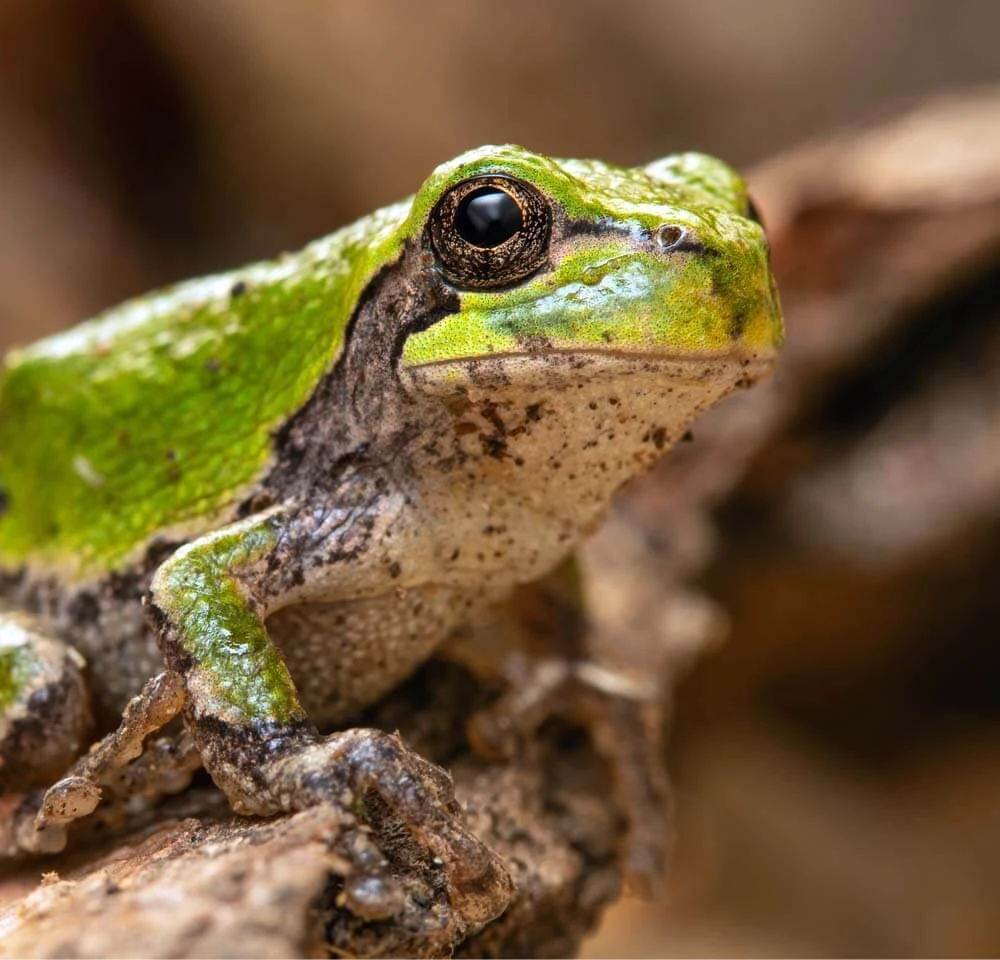 Gray Treefrog | Cards, the Universe and Everything Wiki | Fandom