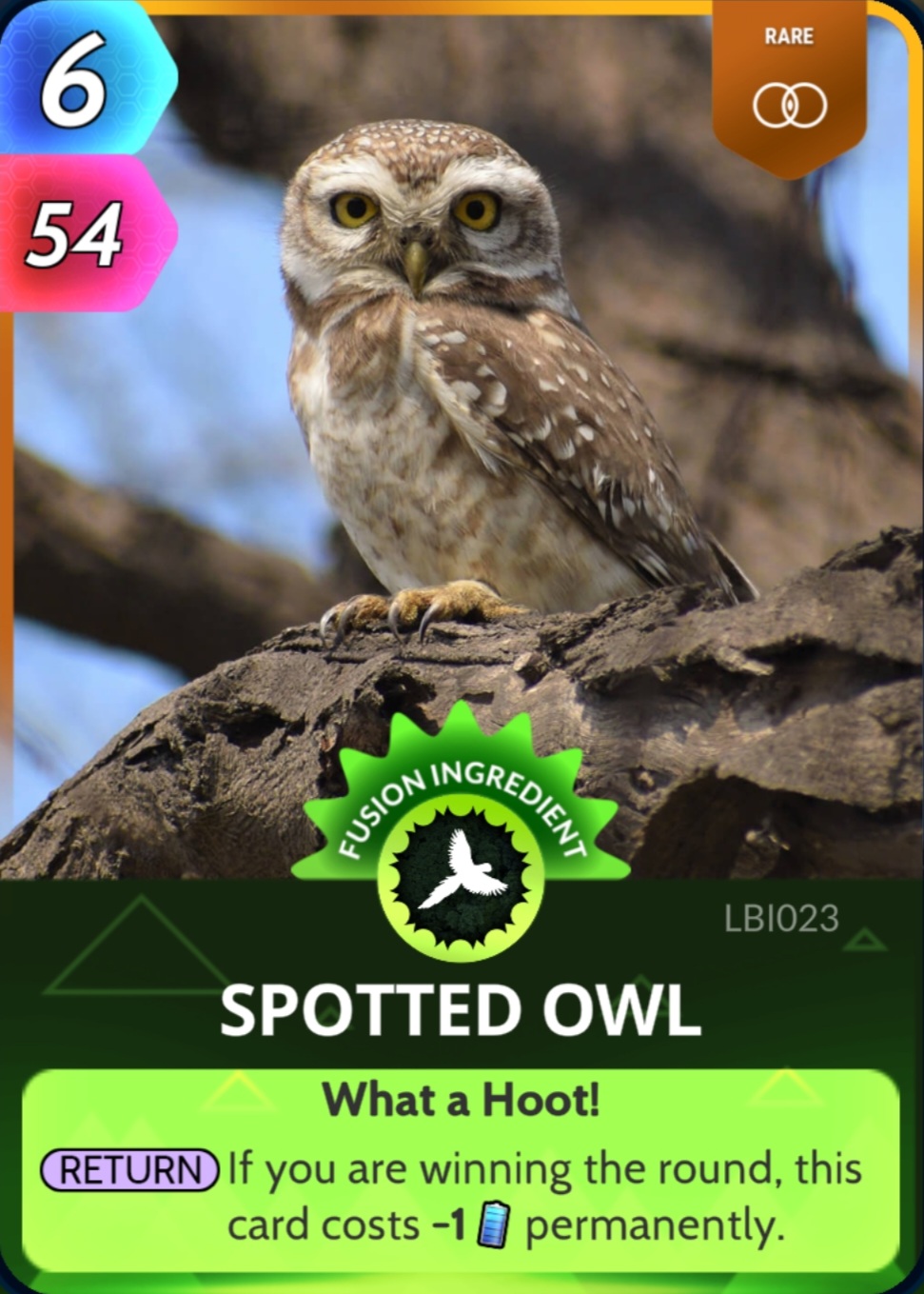 Spotted Owl Cards The Universe And Everything Wiki Fandom