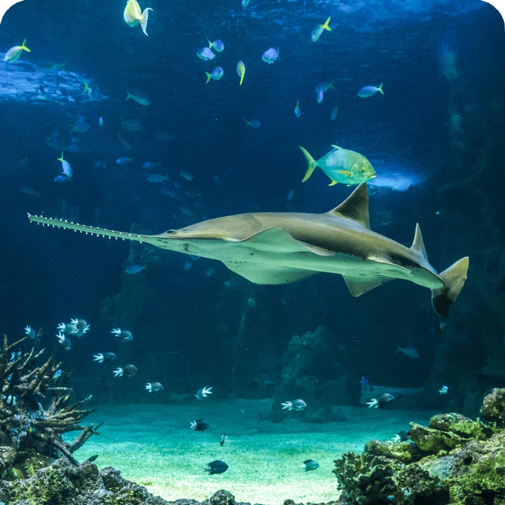 Carpenter Shark | Cards, the Universe and Everything Wiki | Fandom