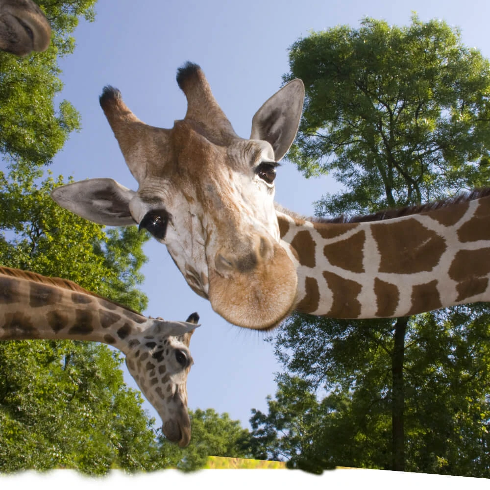 Giraffe | Cards, the Universe and Everything Wiki | Fandom