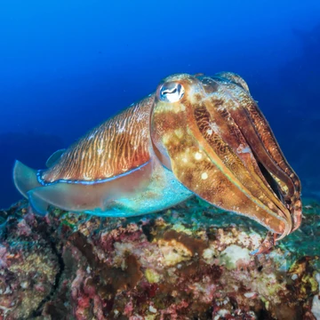 Cuttlefish Catching Prey