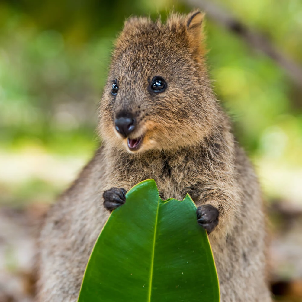 Quokka | Cards, the Universe and Everything Wiki | Fandom