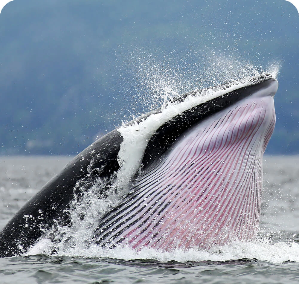 Minke Whale | Cards, the Universe and Everything Wiki | Fandom
