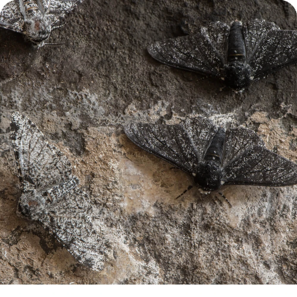 Peppered Moth | Cards, the Universe and Everything Wiki | Fandom