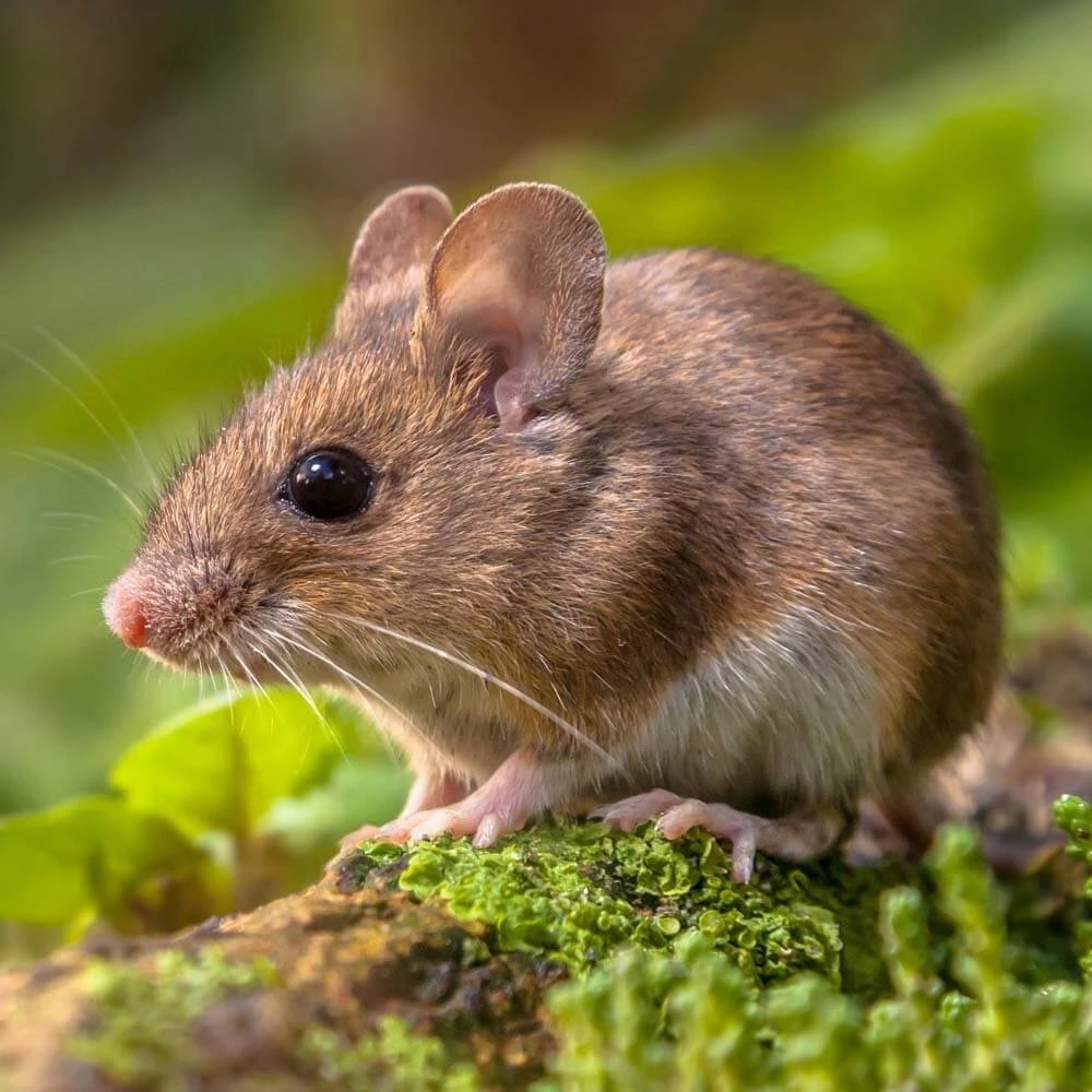 Wood Mouse | Cards, the Universe and Everything Wiki | Fandom