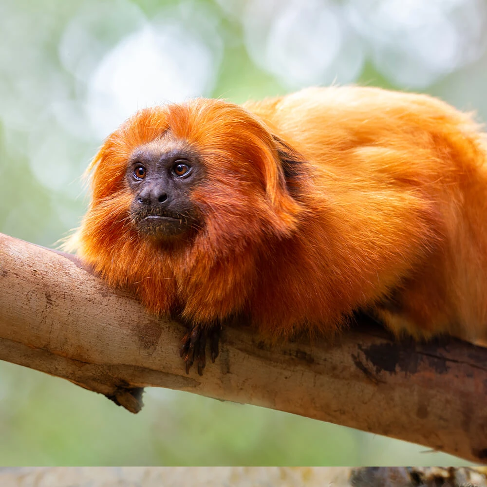 Red Titi Monkey | Cards, the Universe and Everything Wiki | Fandom