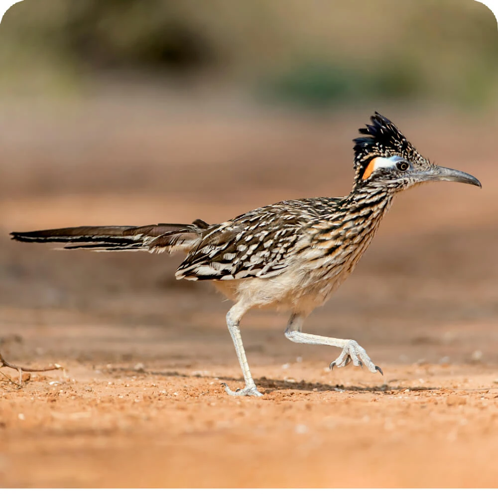 Roadrunner | Cards, the Universe and Everything Wiki | Fandom