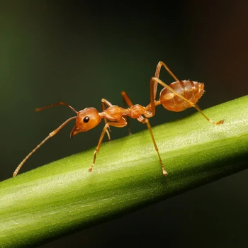 Army Ant | Cards, the Universe and Everything Wiki | Fandom