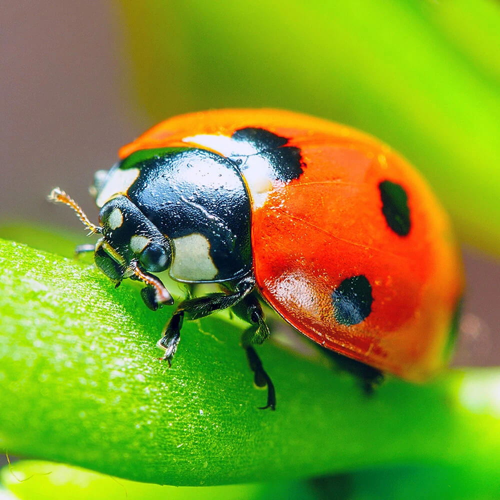 Ladybug | Cards, the Universe and Everything Wiki | Fandom