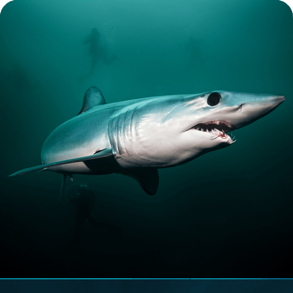 Mako Shark Mouth