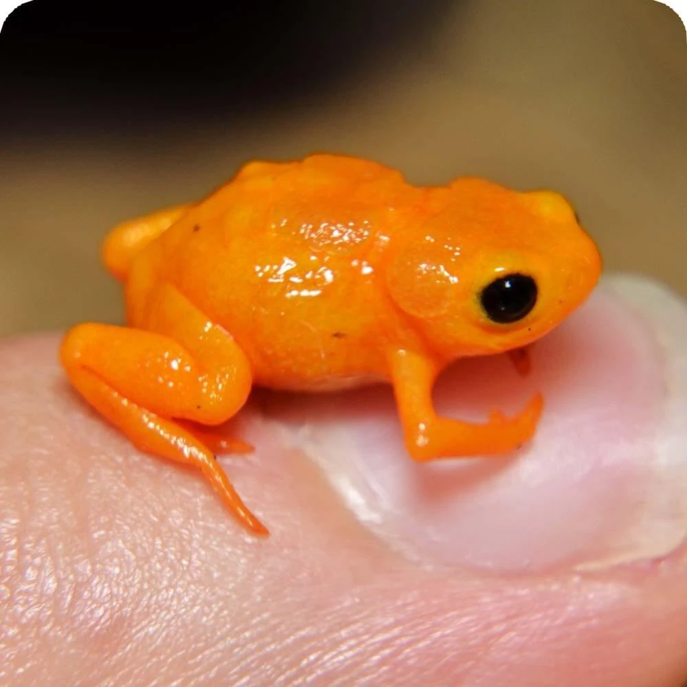 Pumpkin Toadlet | Cards, the Universe and Everything Wiki | Fandom