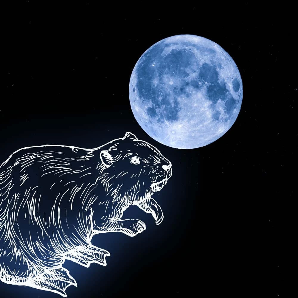 Beaver Moon | Cards, the Universe and Everything Wiki | Fandom