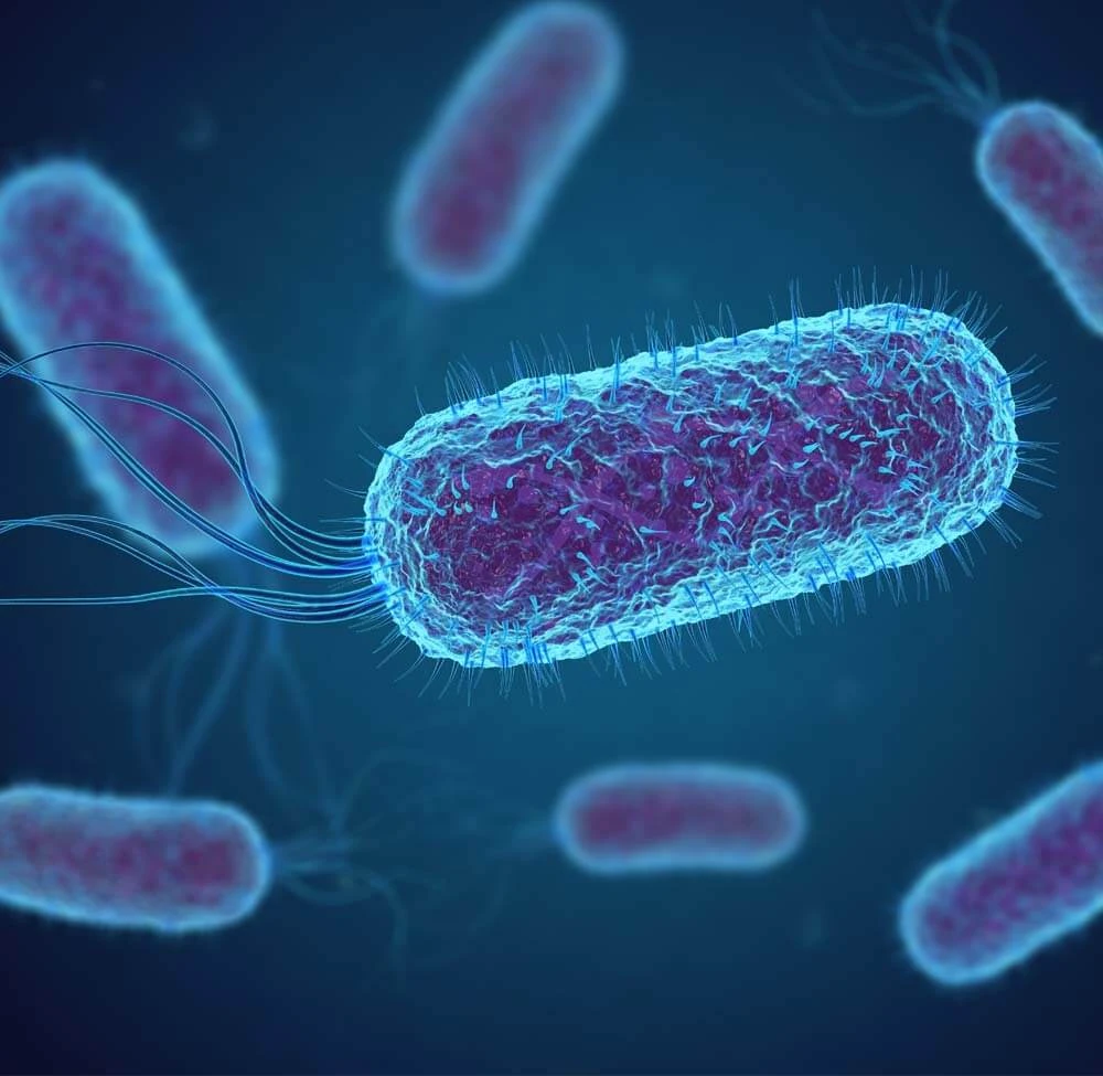 E. Coli | Cards, the Universe and Everything Wiki | Fandom