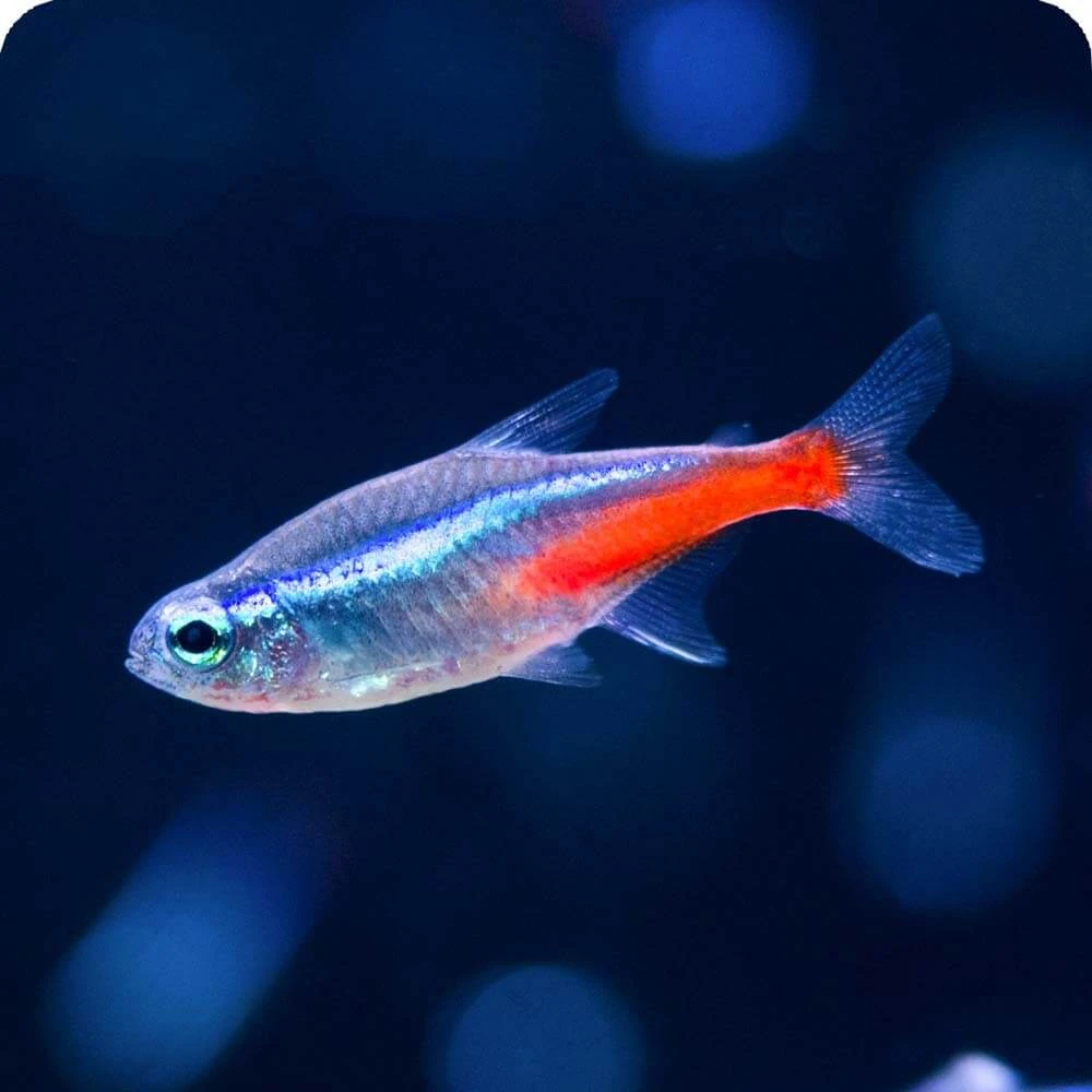 Neon Tetra | Cards, the Universe and Everything Wiki | Fandom