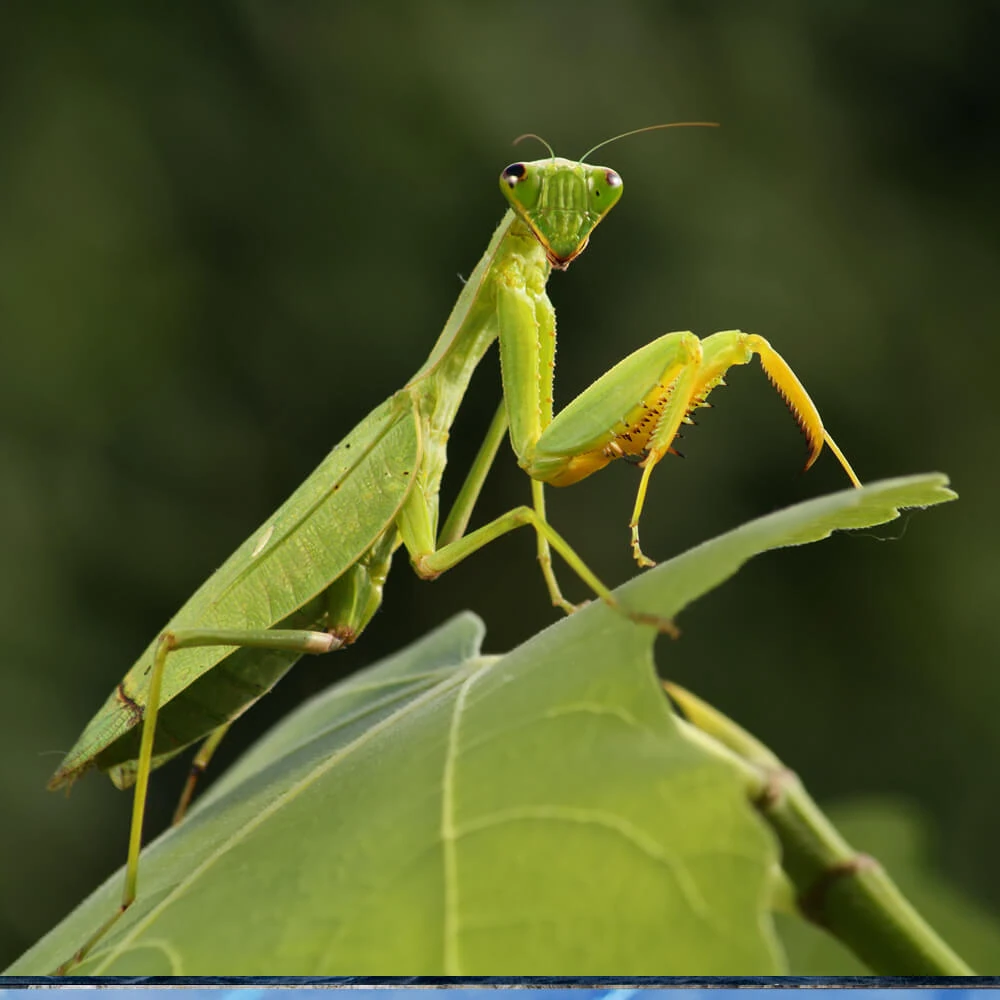 Praying Mantis | Cards, the Universe and Everything Wiki | Fandom