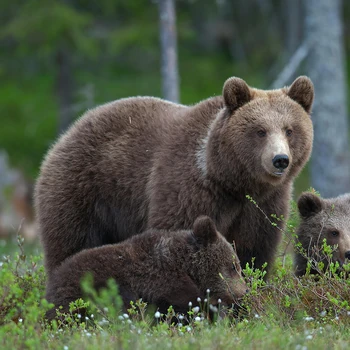 Brown Bear | Cards, the Universe and Everything Wiki | Fandom