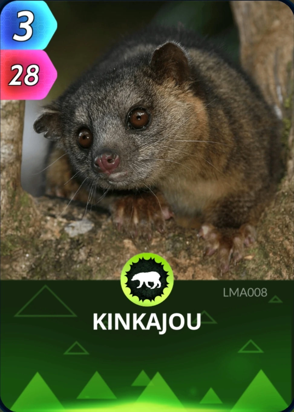 Kinkajou | Cards, the Universe and Everything Wiki | Fandom